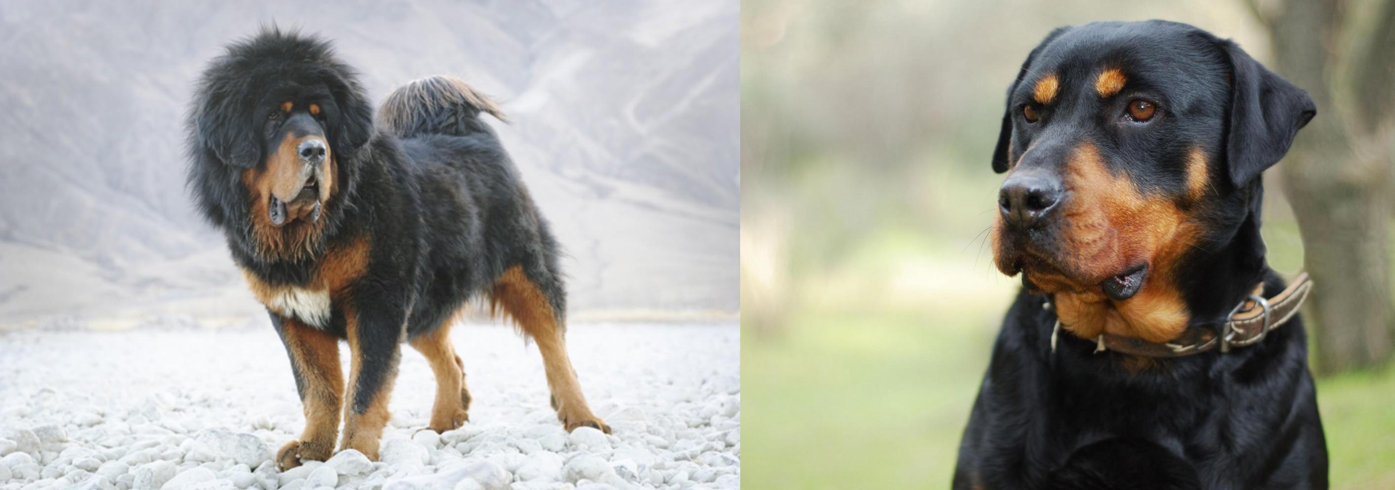 Tibetan Mastiff vs Rottweiler - Breed Comparison | MyDogBreeds
