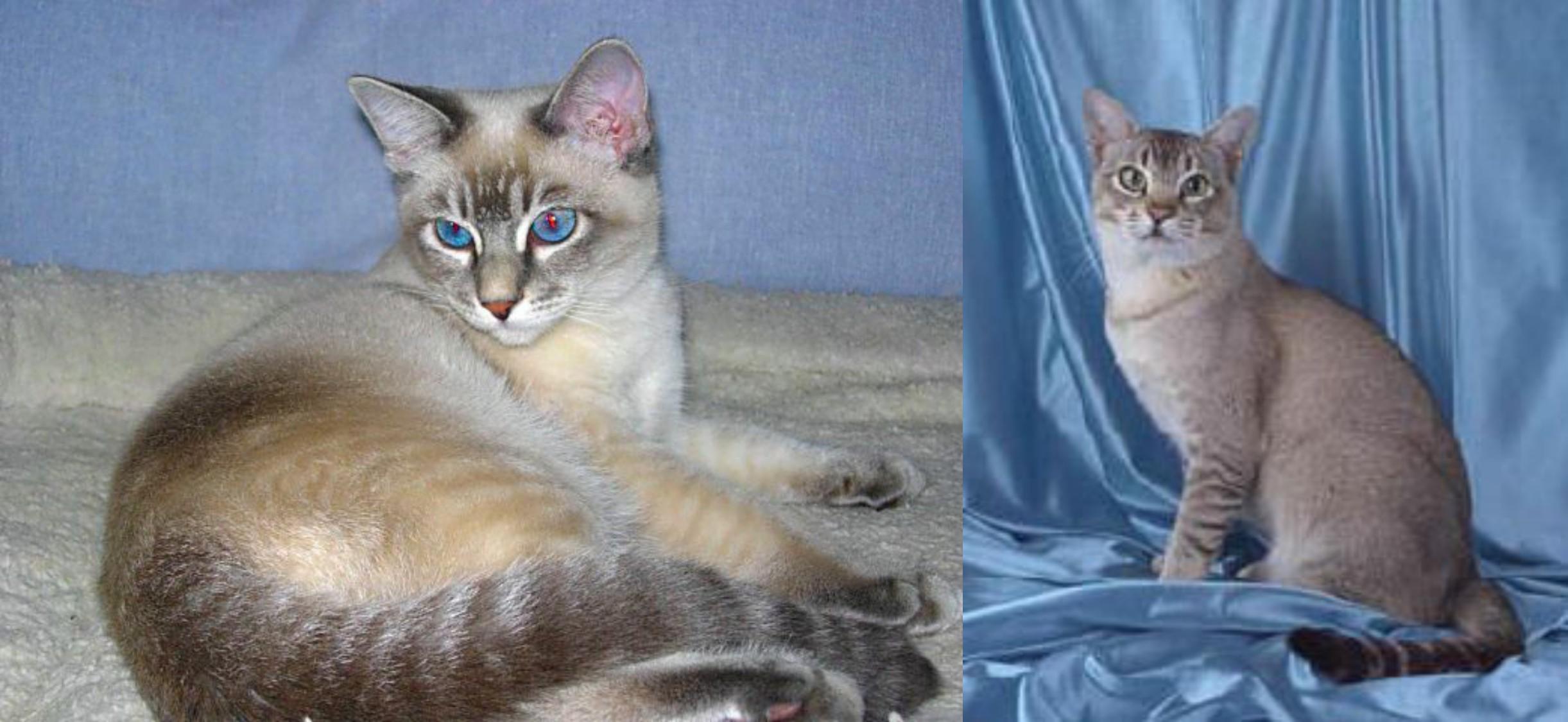 Tiger Cat vs American Keuda - Breed Comparison | MyCatBreeds