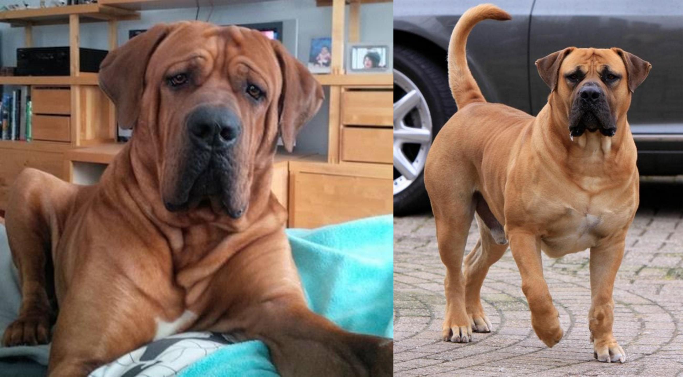 Tosa vs Boerboel - Breed Comparison | MyDogBreeds