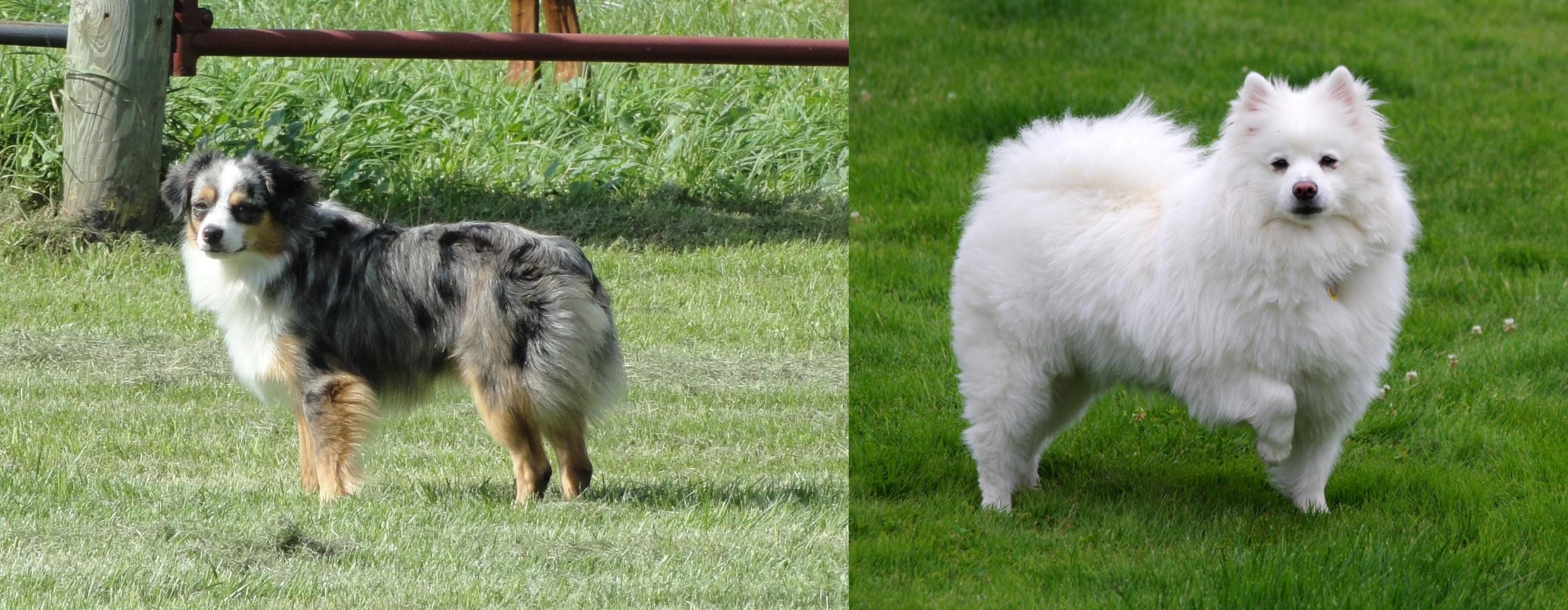 Toy Australian Shepherd vs American Eskimo Dog - Breed Comparison