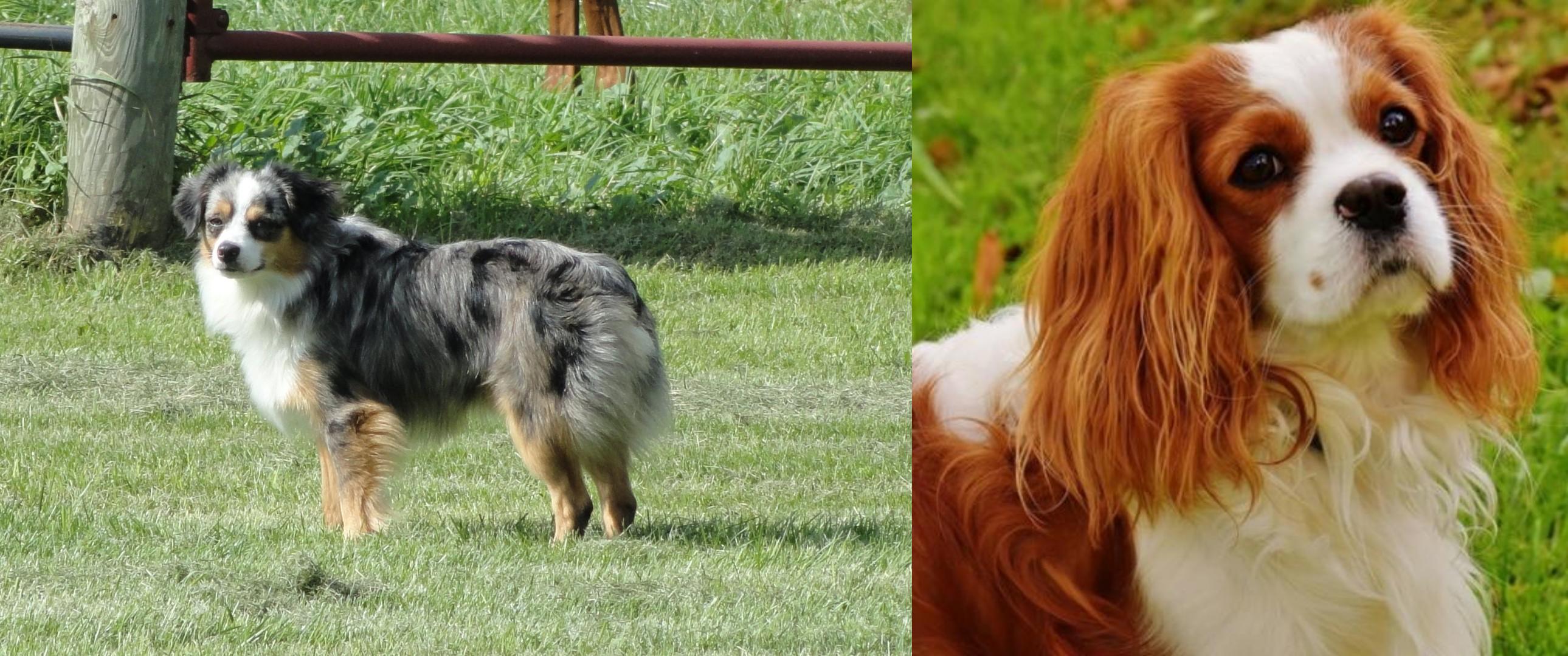 Toy Australian Shepherd vs Cavalier King Charles Spaniel - Breed Comparison
