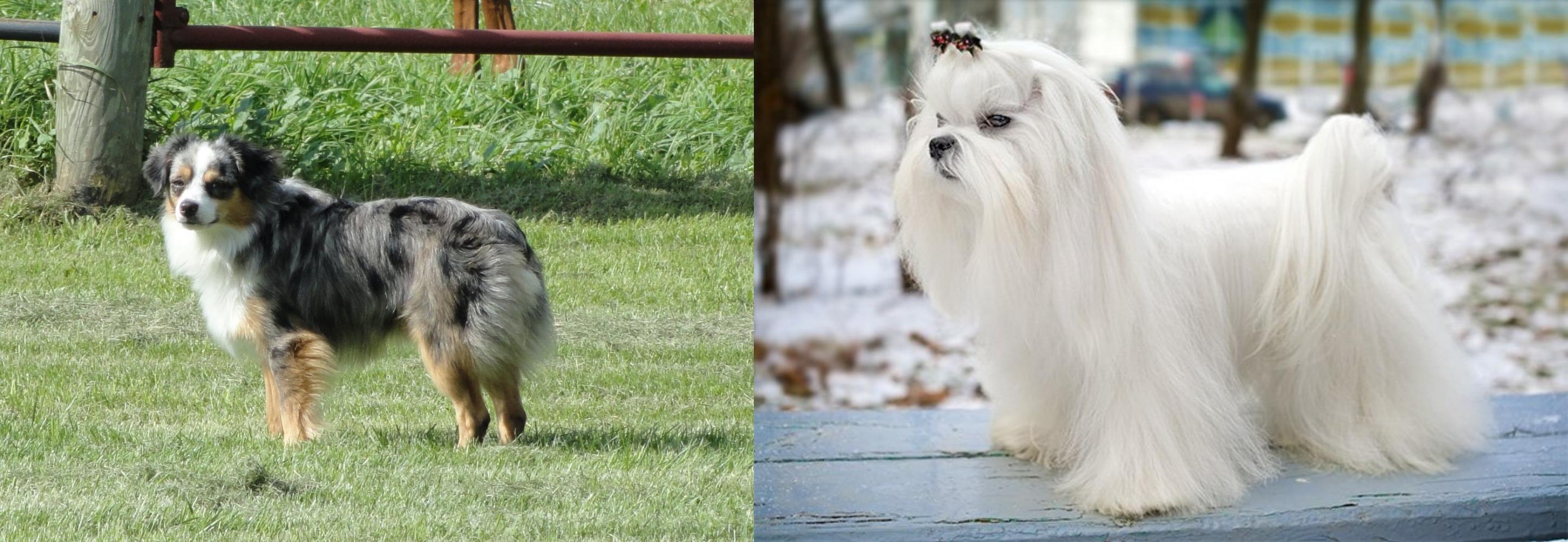 Toy Australian Shepherd vs Maltese - Breed Comparison