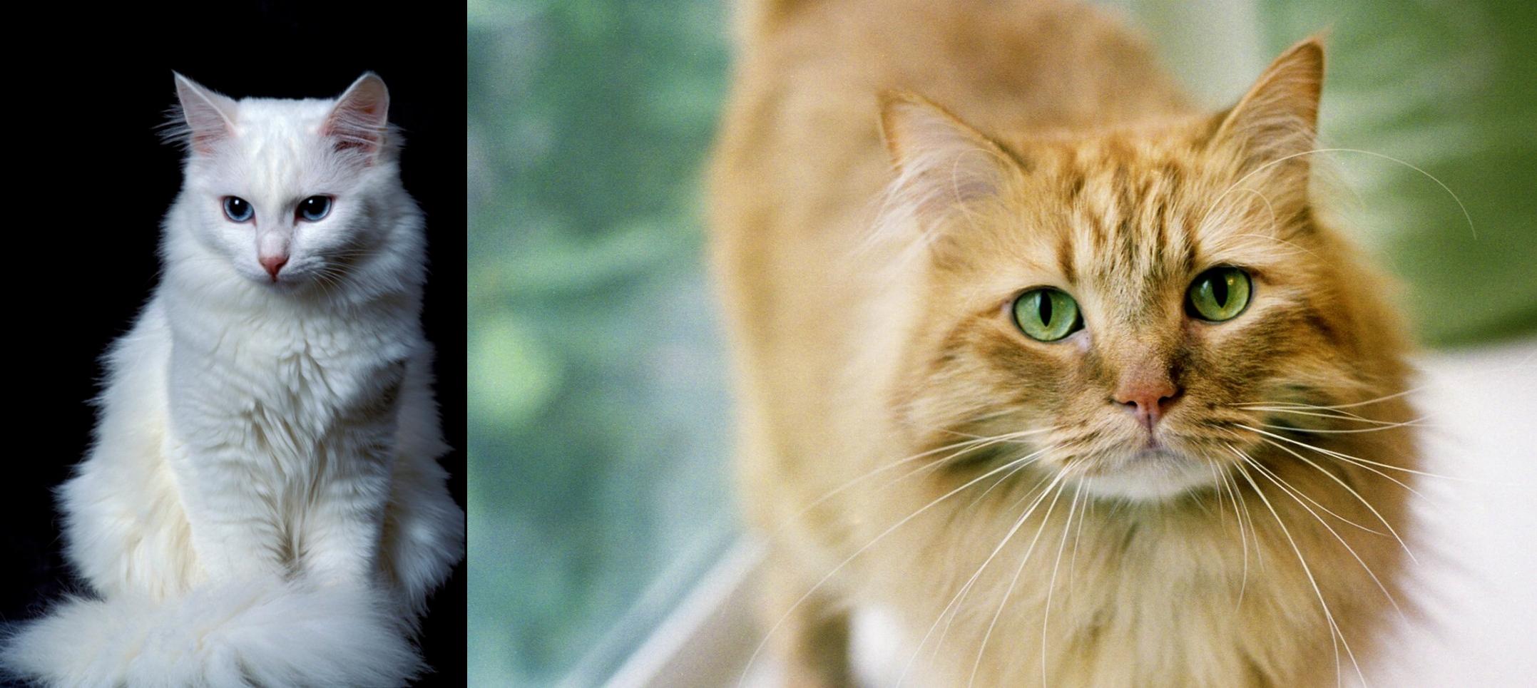 Turkish Angora vs Ginger Tabby - Breed Comparison
