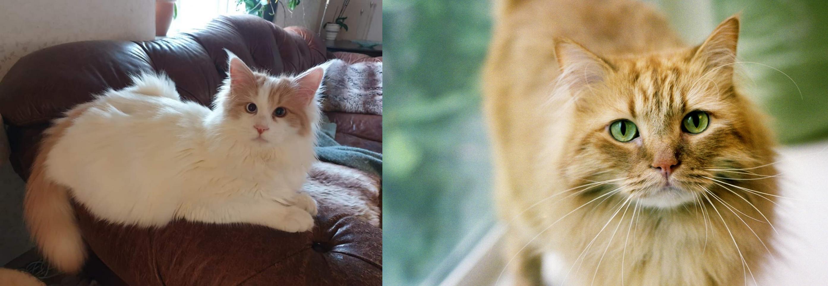 Turkish Van vs Ginger Tabby - Breed Comparison | MyCatBreeds