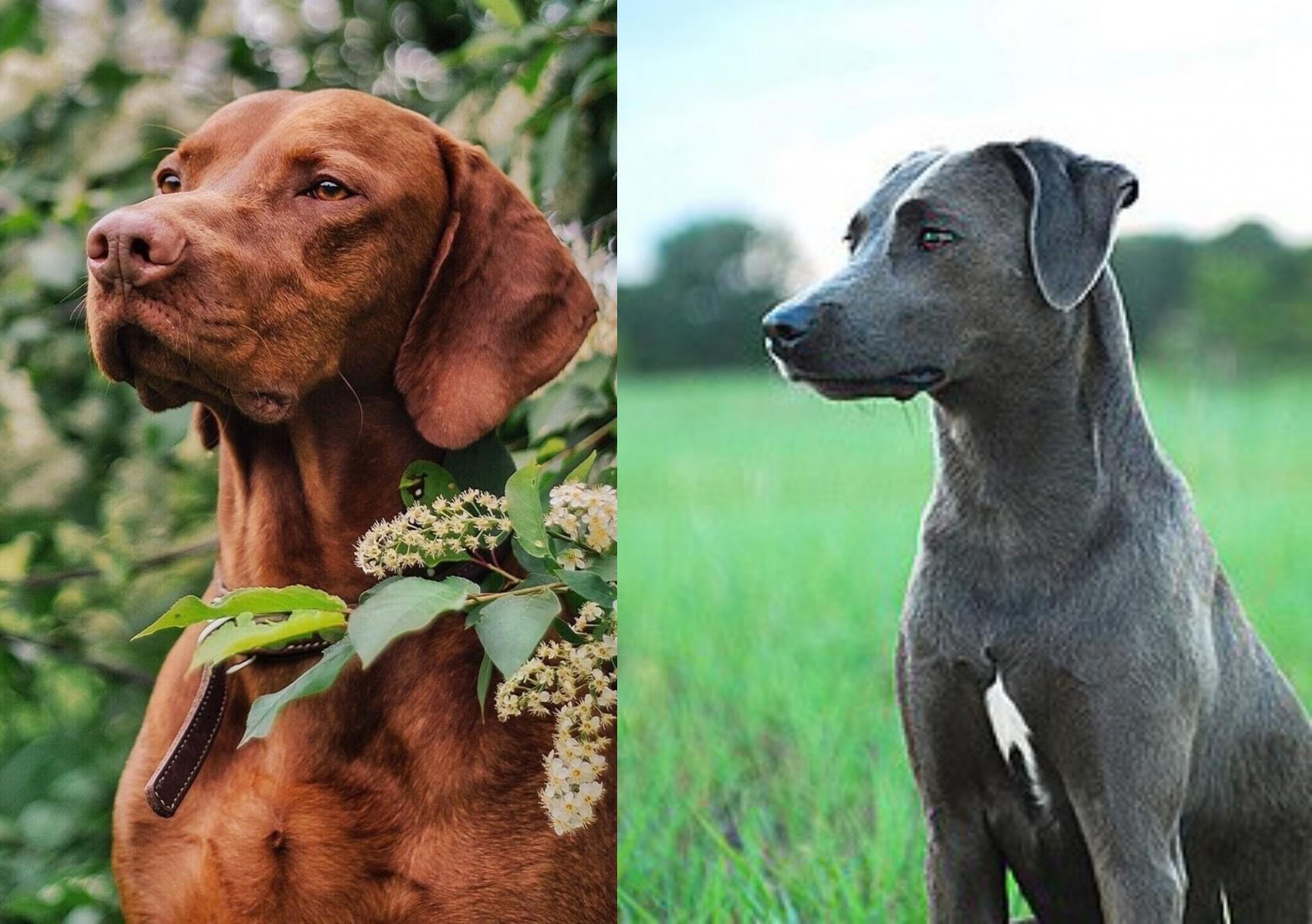 Vizsla vs Blue Lacy - Breed Comparison | MyDogBreeds