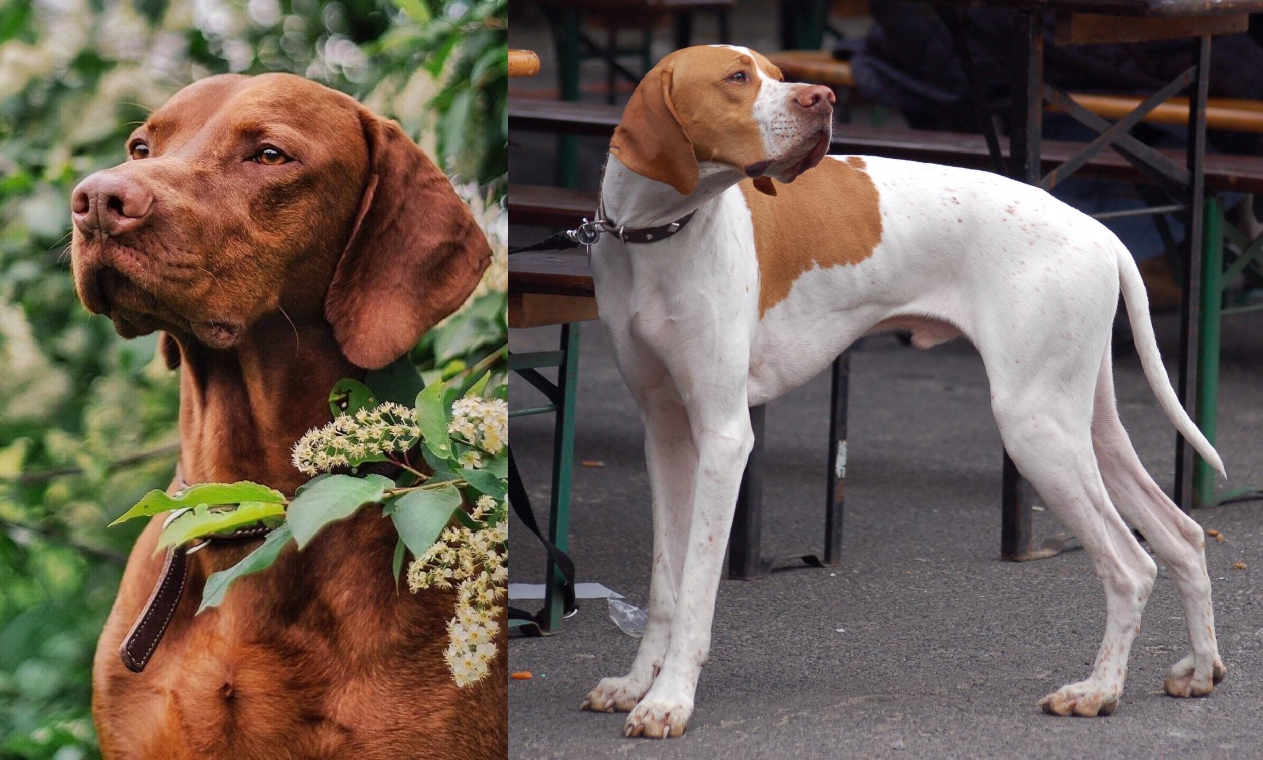 Vizsla vs English Pointer - Breed Comparison | MyDogBreeds