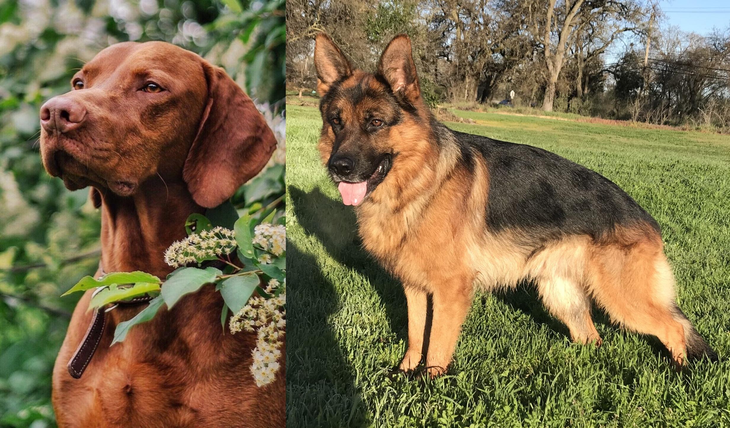 Vizsla vs German Shepherd - Breed Comparison | MyDogBreeds