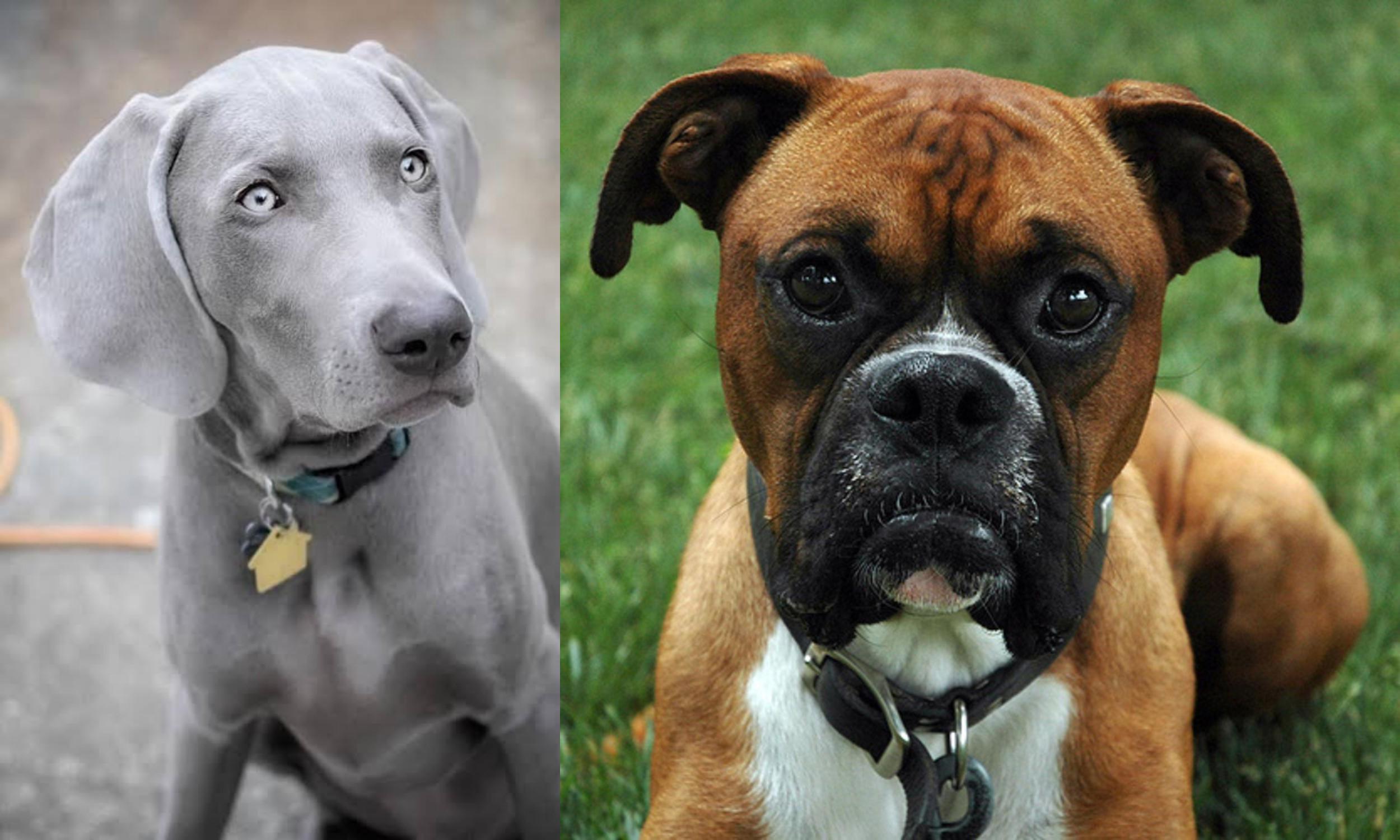 Weimaraner vs Boxer - Breed Comparison | MyDogBreeds