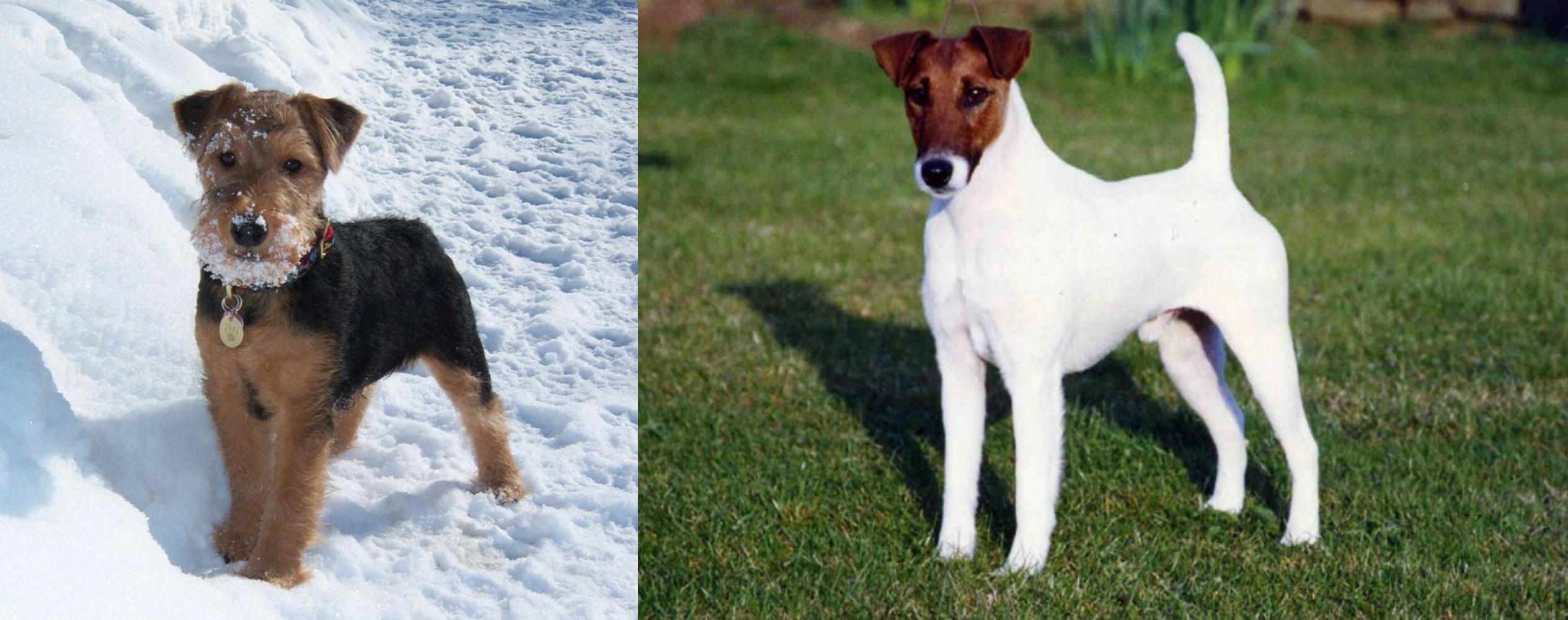 Welsh Terrier vs Fox Terrier (Smooth) - Breed Comparison