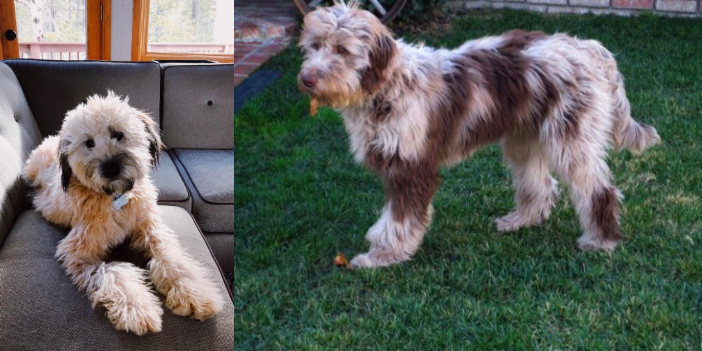 Whoodles vs Aussie Doodles - Breed Comparison | MyDogBreeds