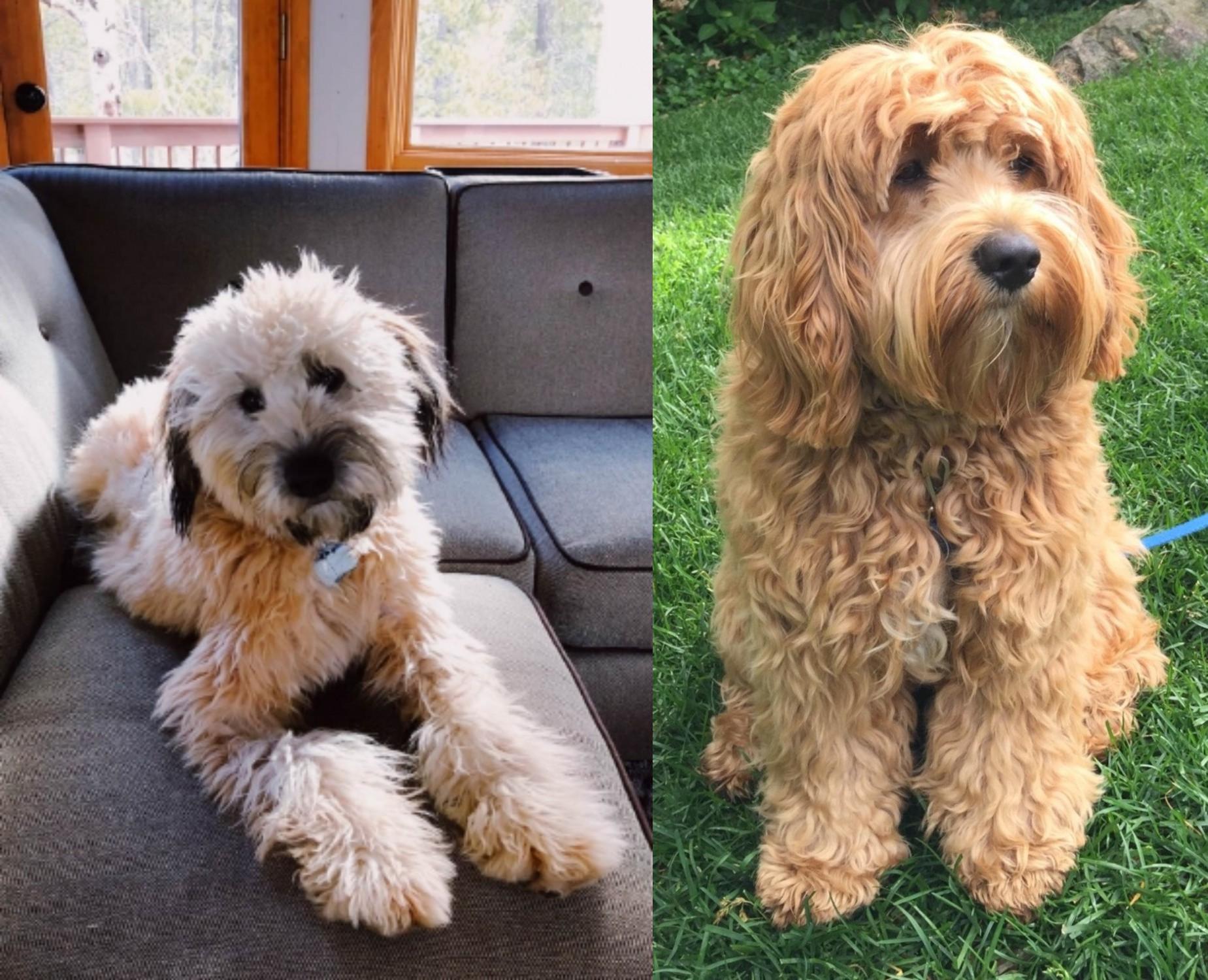 Whoodles vs Cockapoo - Breed Comparison | MyDogBreeds