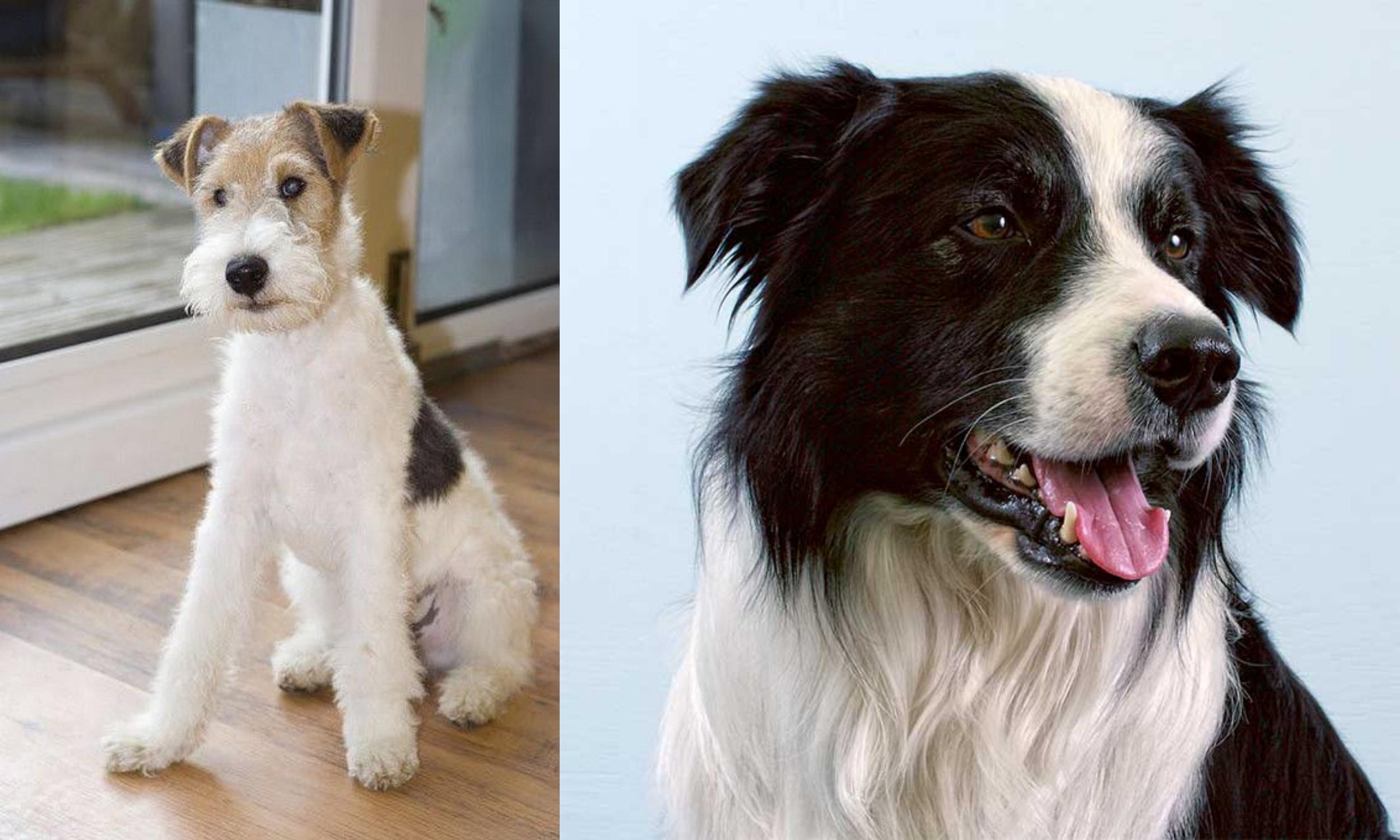 Wire Fox Terrier vs Border Collie - Breed Comparison