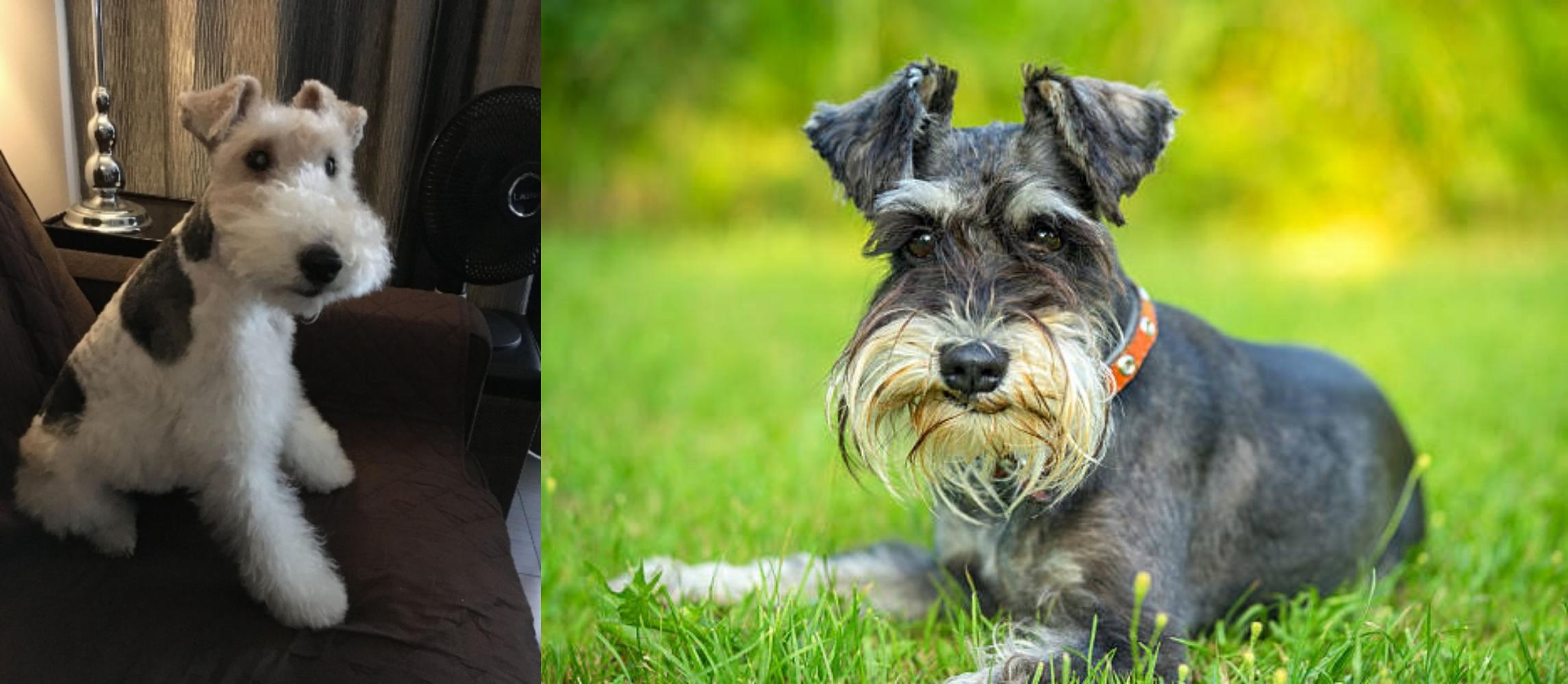 Wire Haired Fox Terrier vs Schnauzer - Breed Comparison