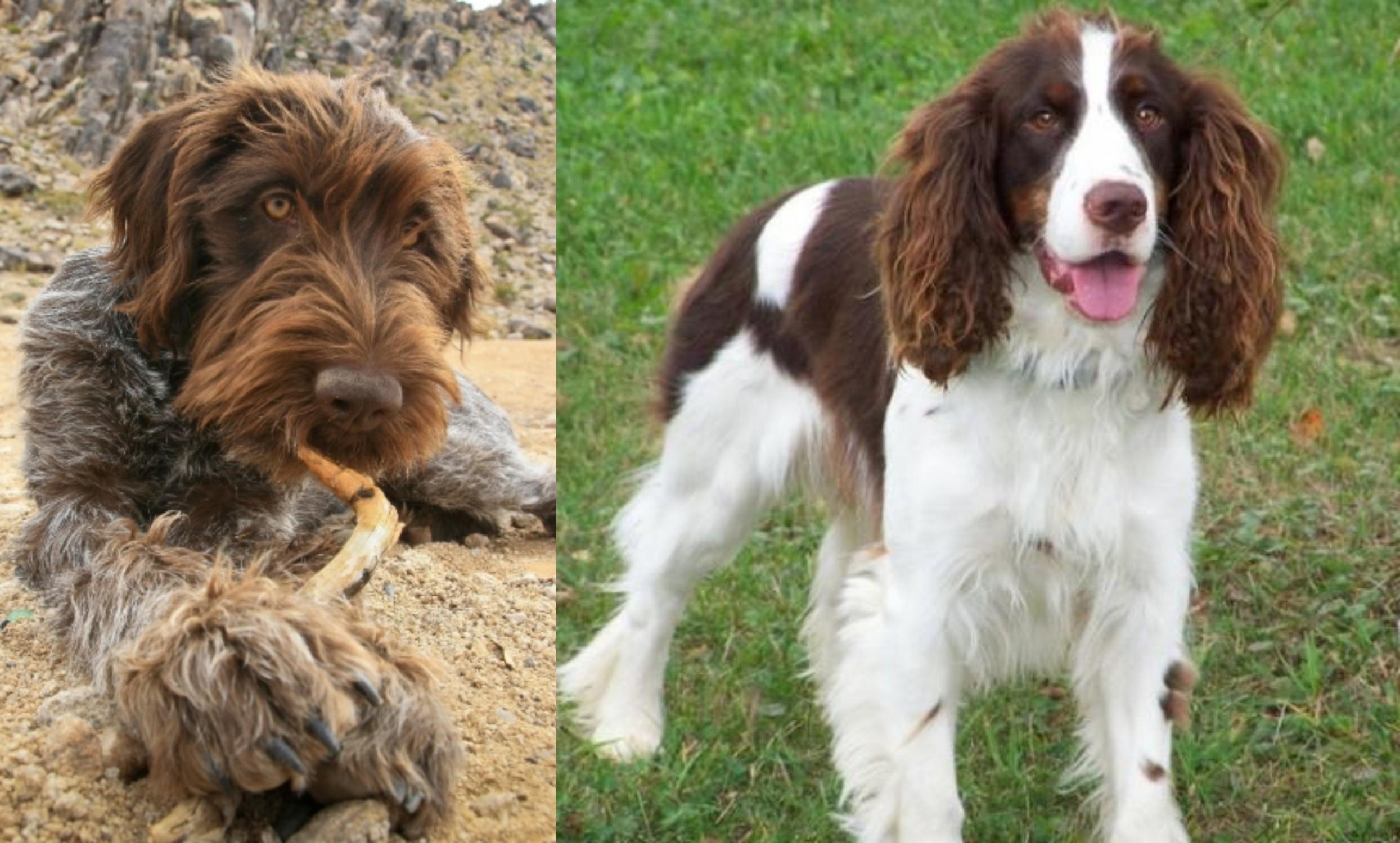Wirehaired Pointing Griffon vs English Springer Spaniel - Breed Comparison