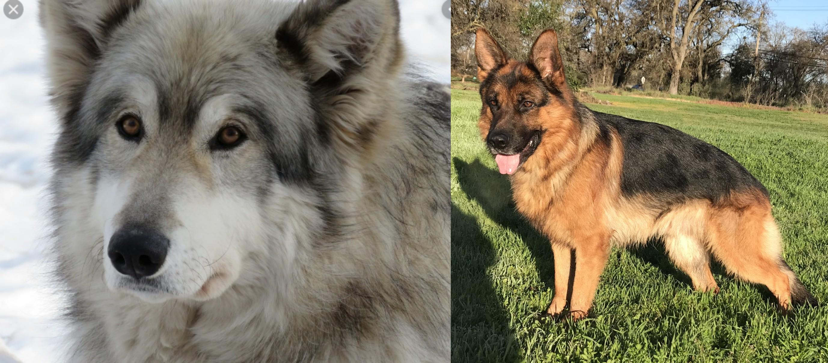 Wolfdog vs German Shepherd - Breed Comparison | MyDogBreeds