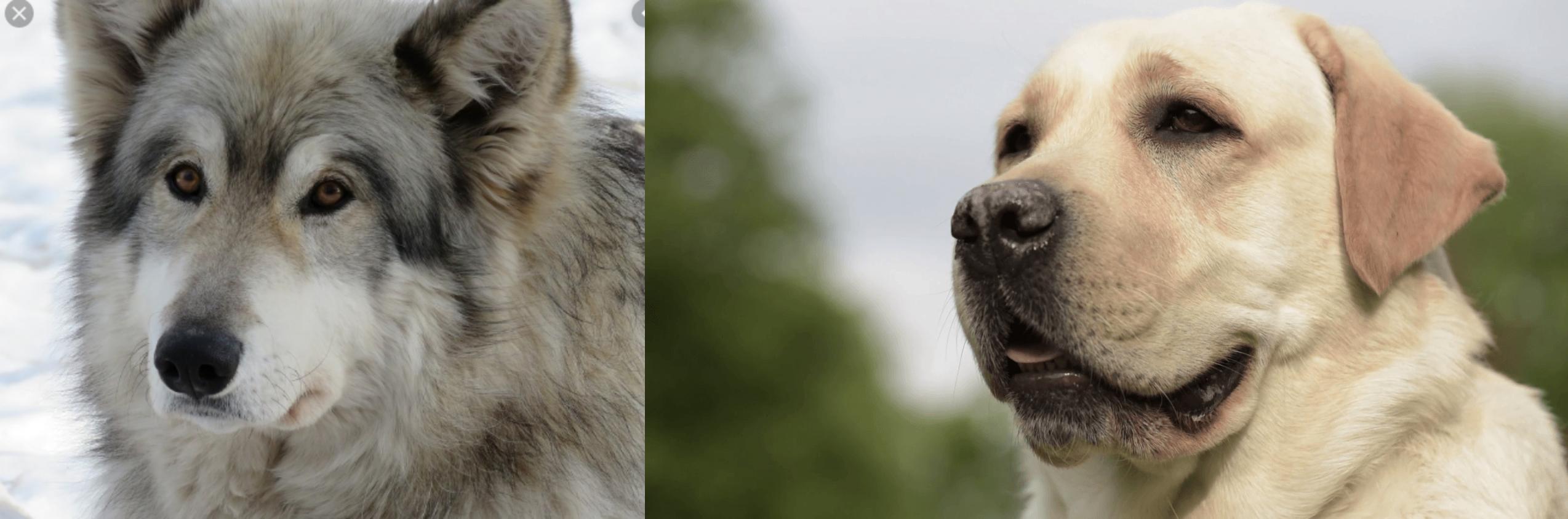 Wolfdog vs Labrador Retriever - Breed Comparison | MyDogBreeds