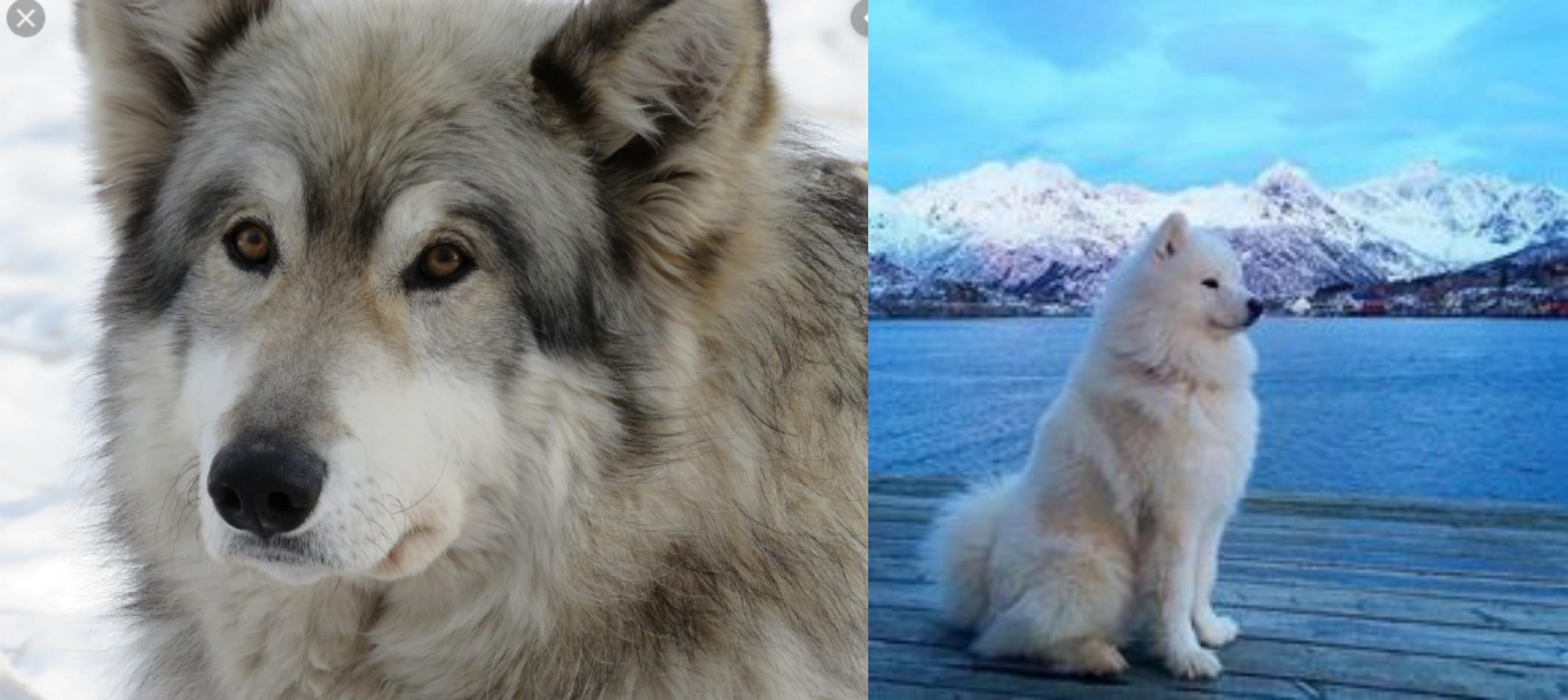 Wolfdog vs Samoyed - Breed Comparison | MyDogBreeds