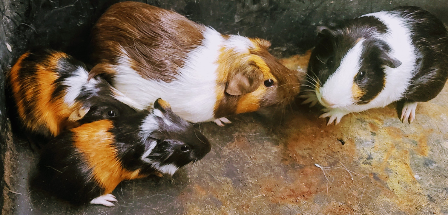 Abyssinian Guinea Pig Rodents For Sale | Lakeland, FL #288983