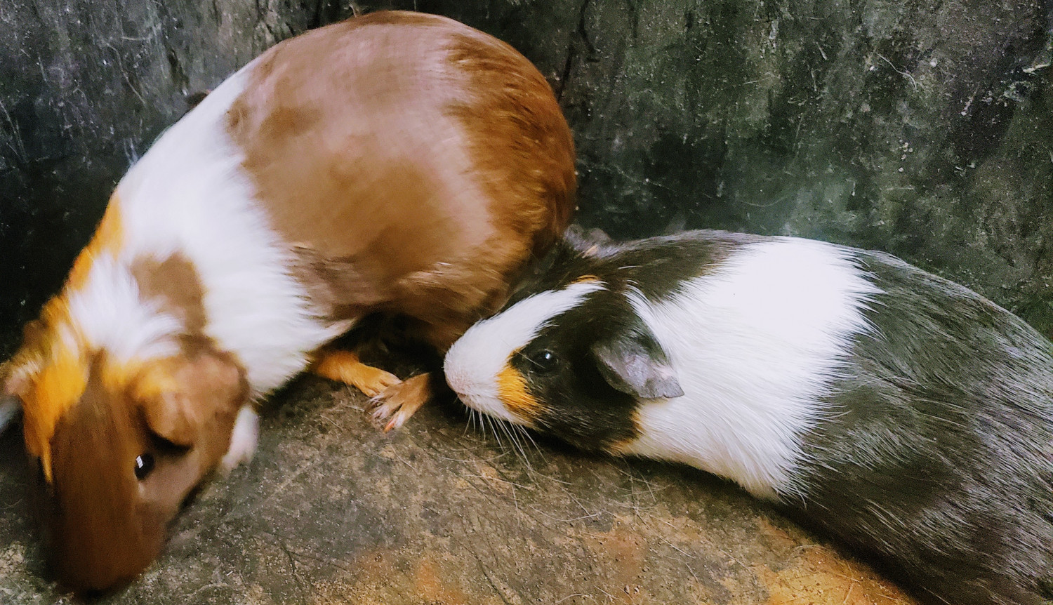 Abyssinian Guinea Pig Rodents For Sale | Lakeland, FL #288983