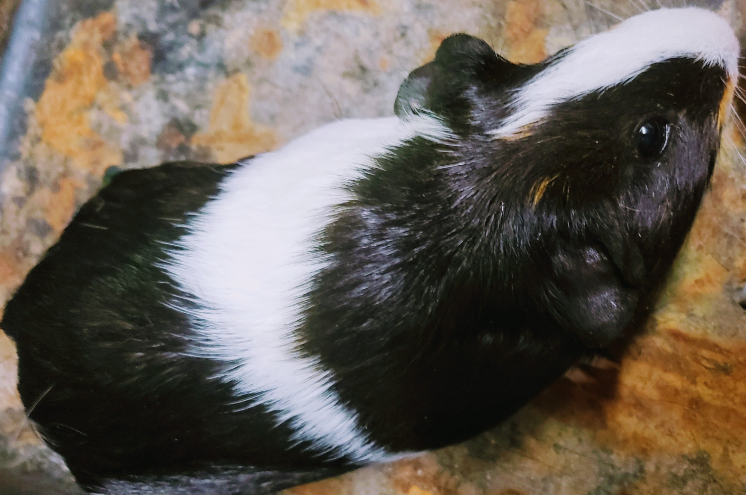 Abyssinian Guinea Pig Rodents For Sale | Lakeland, FL #288983