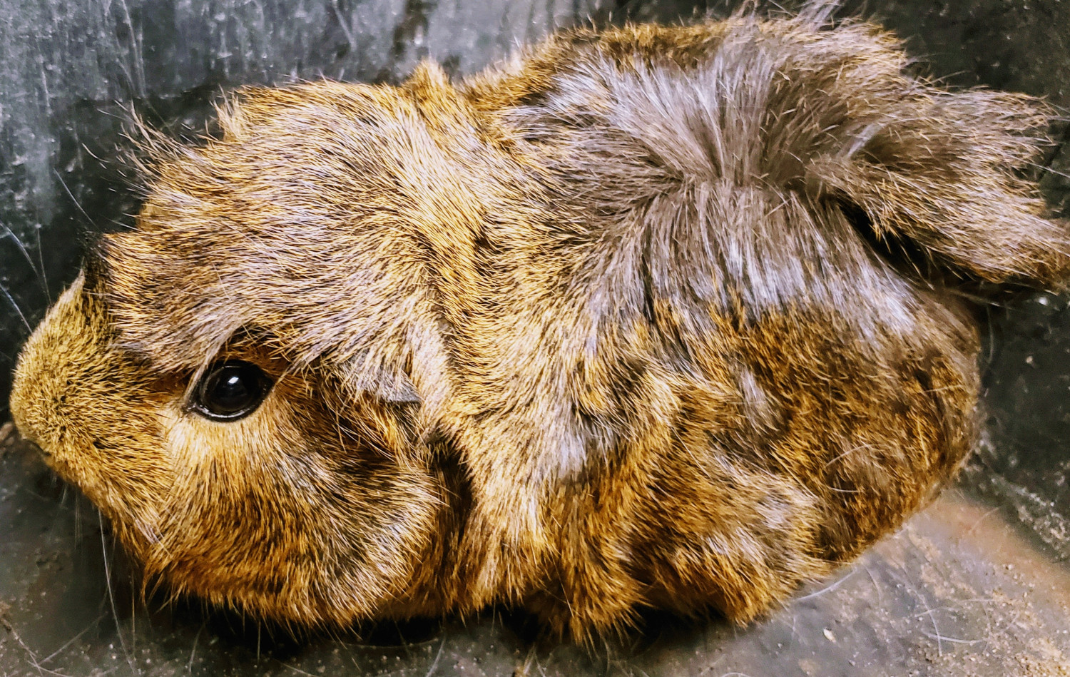 Abyssinian Guinea Pig Rodents For Sale | Lakeland, FL #288983