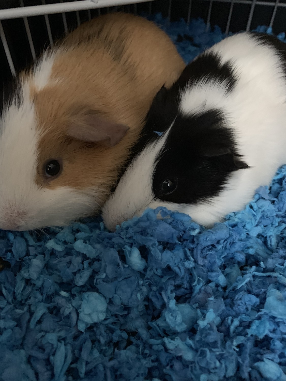 Abyssinian Guinea Pig Rodents For Sale | Lincolnton, NC #309286