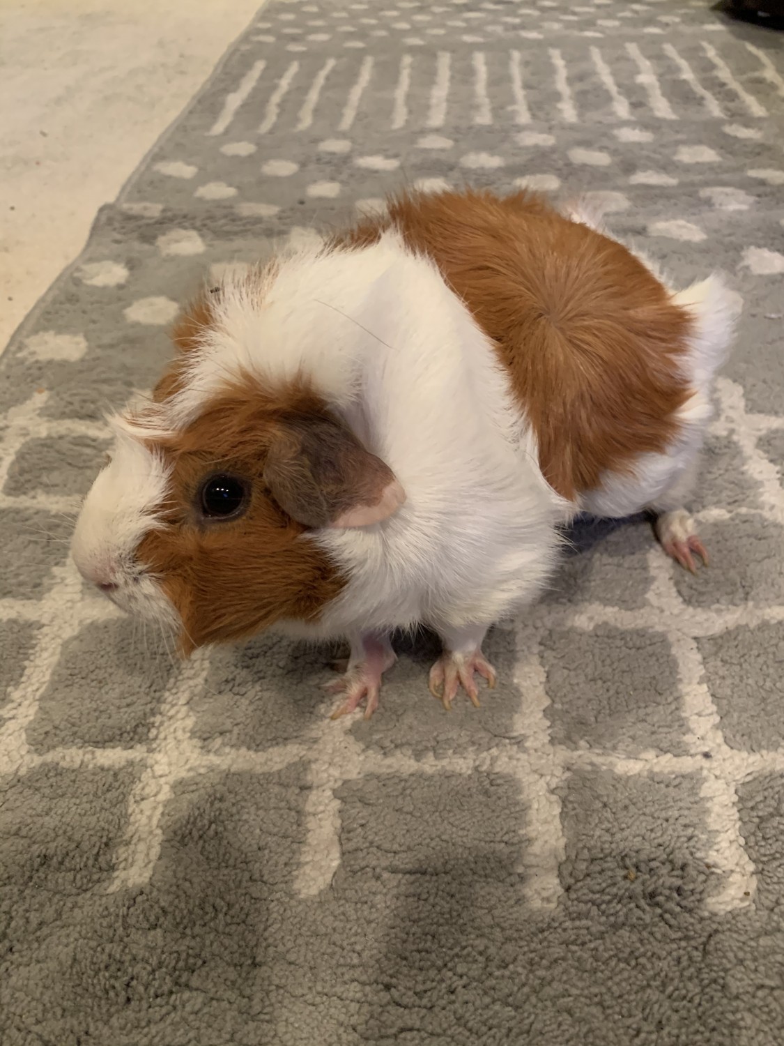 Abyssinian Guinea Pig Rodents For Sale | Dallas, TX #314321
