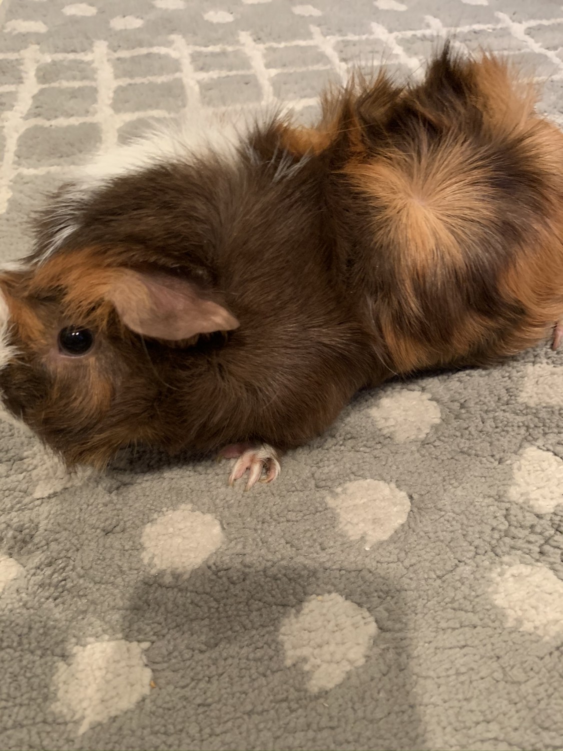 Abyssinian Guinea Pig Rodents For Sale | Dallas, TX #314321