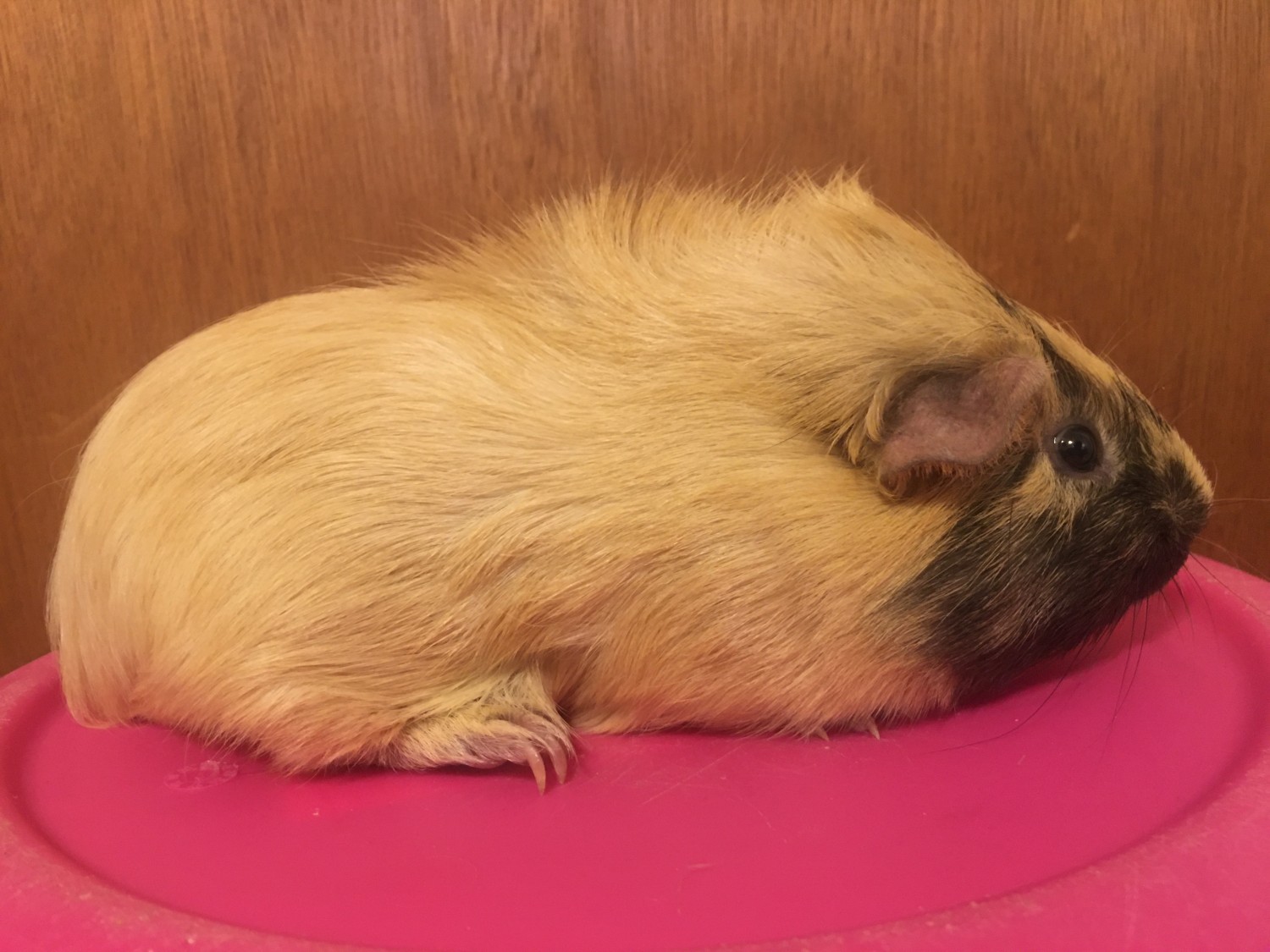 Abyssinian Guinea Pig Rodents For Sale | Waverly Avenue, TX #332841