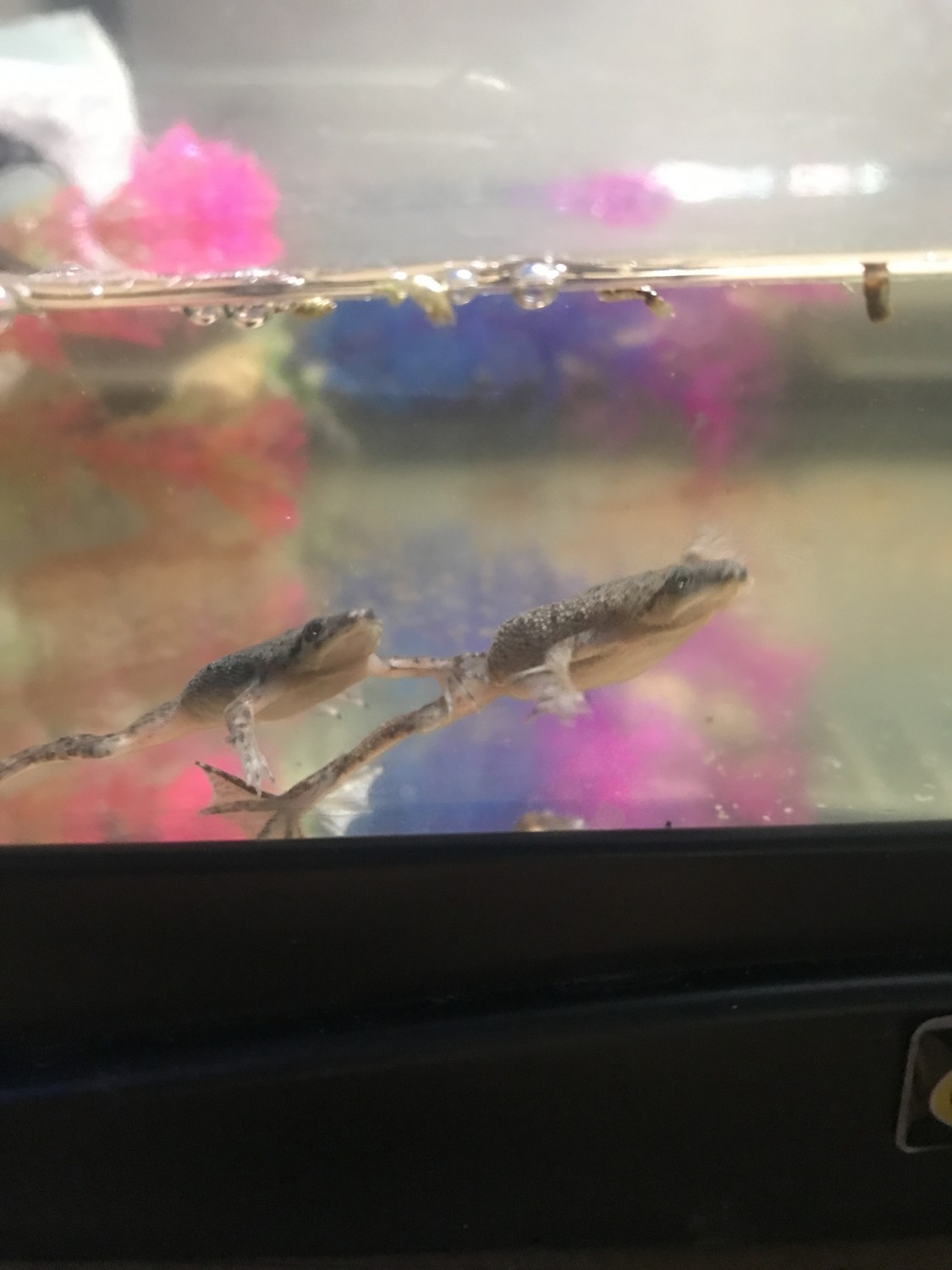 African dwarf frog Amphibians For Sale | South 34th Place, Phoenix, AZ ...