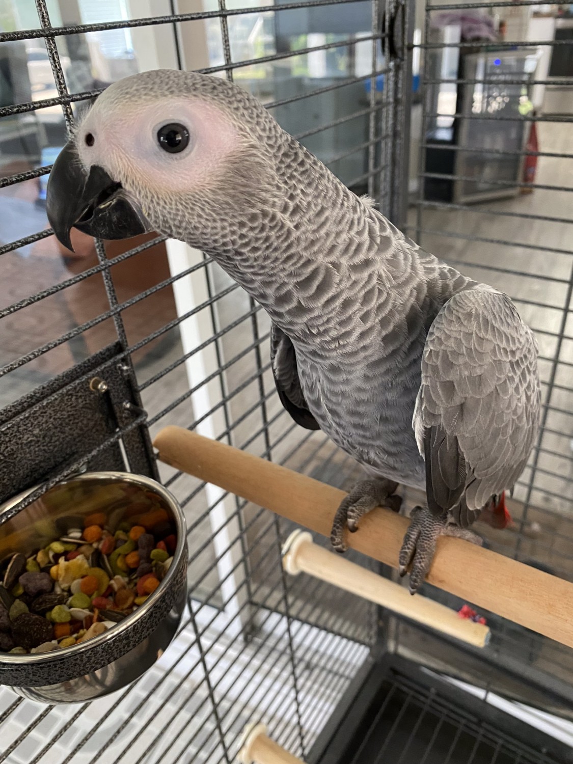 African Grey Birds For Sale | Key Largo, FL #450673