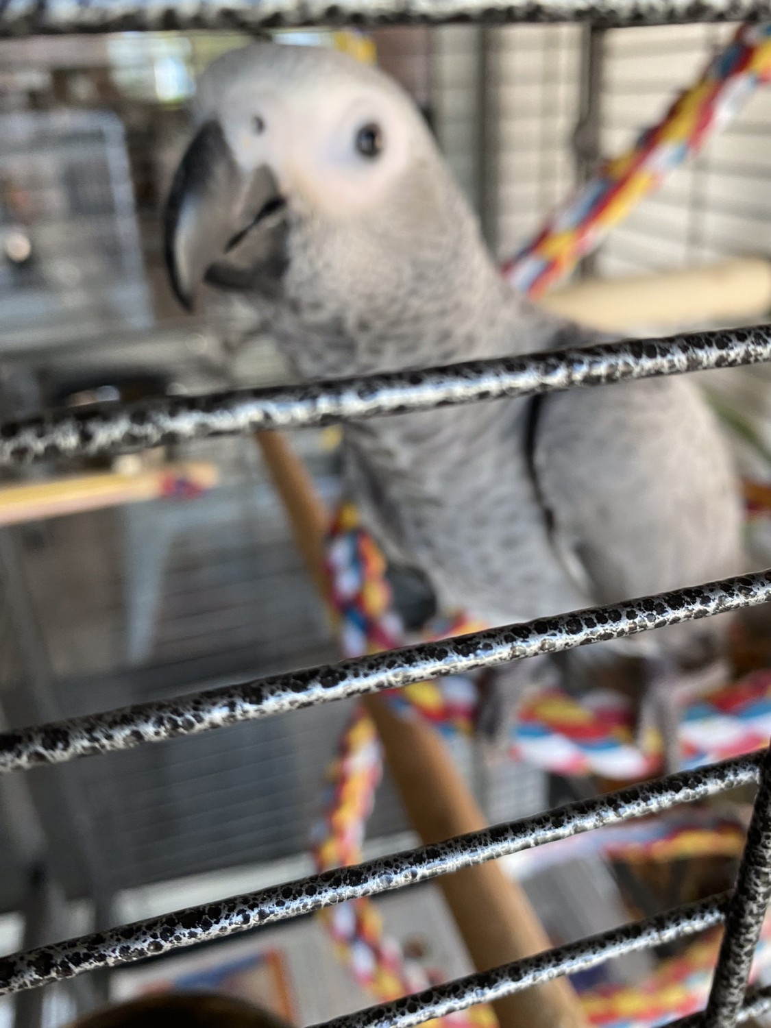 African Grey Birds For Sale | Key Largo, FL #450673