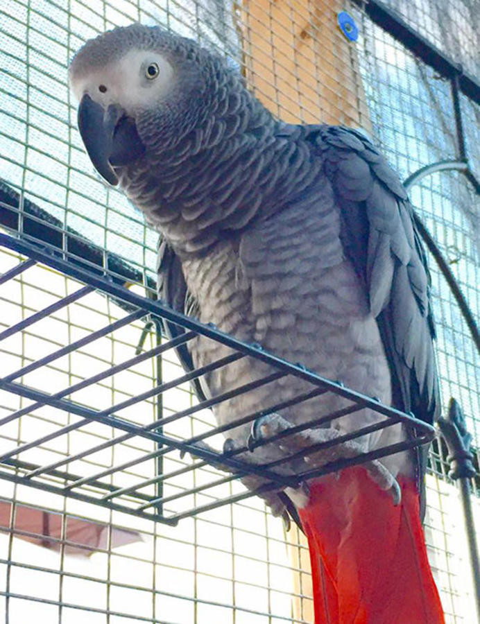 African Grey Parrot Birds For Sale | Dayton, OH #242565