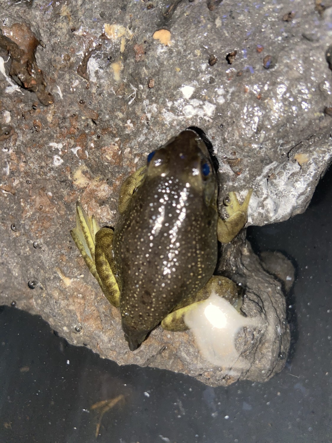 American Bullfrog Amphibians For Sale | Blue Island, IL #366876