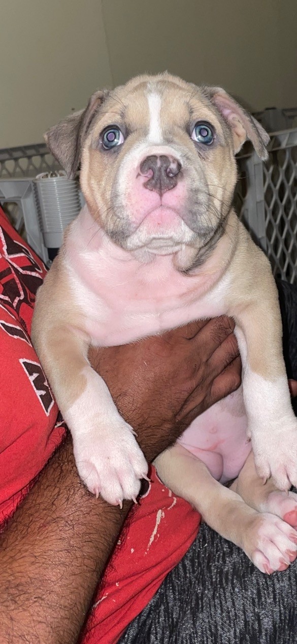 "American Bully" Puppies For Sale | Tyler, TX #384820