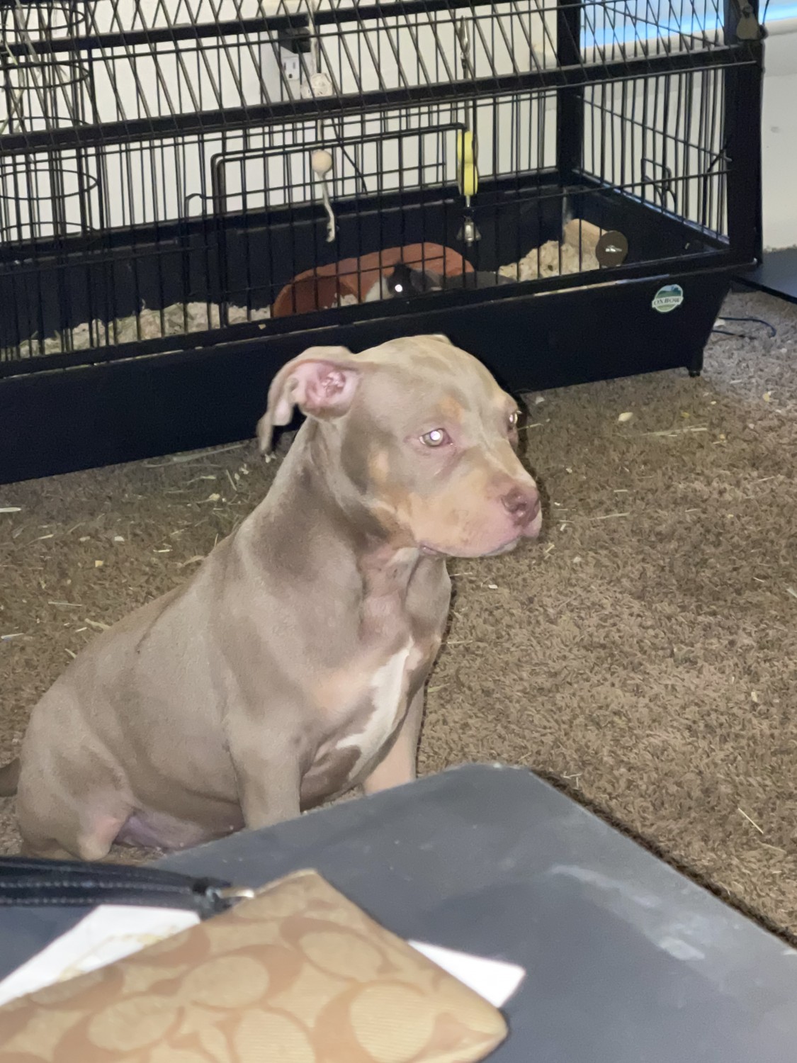 American Bully Puppies For Sale | Virginia Beach, VA #476663