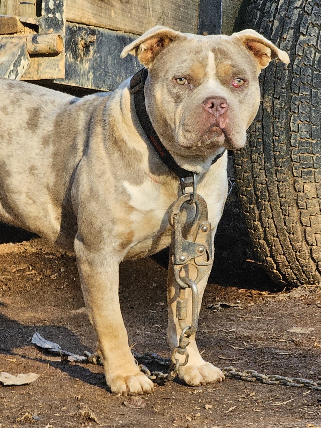 American Bully Puppies For Sale | Statesville, NC #560374