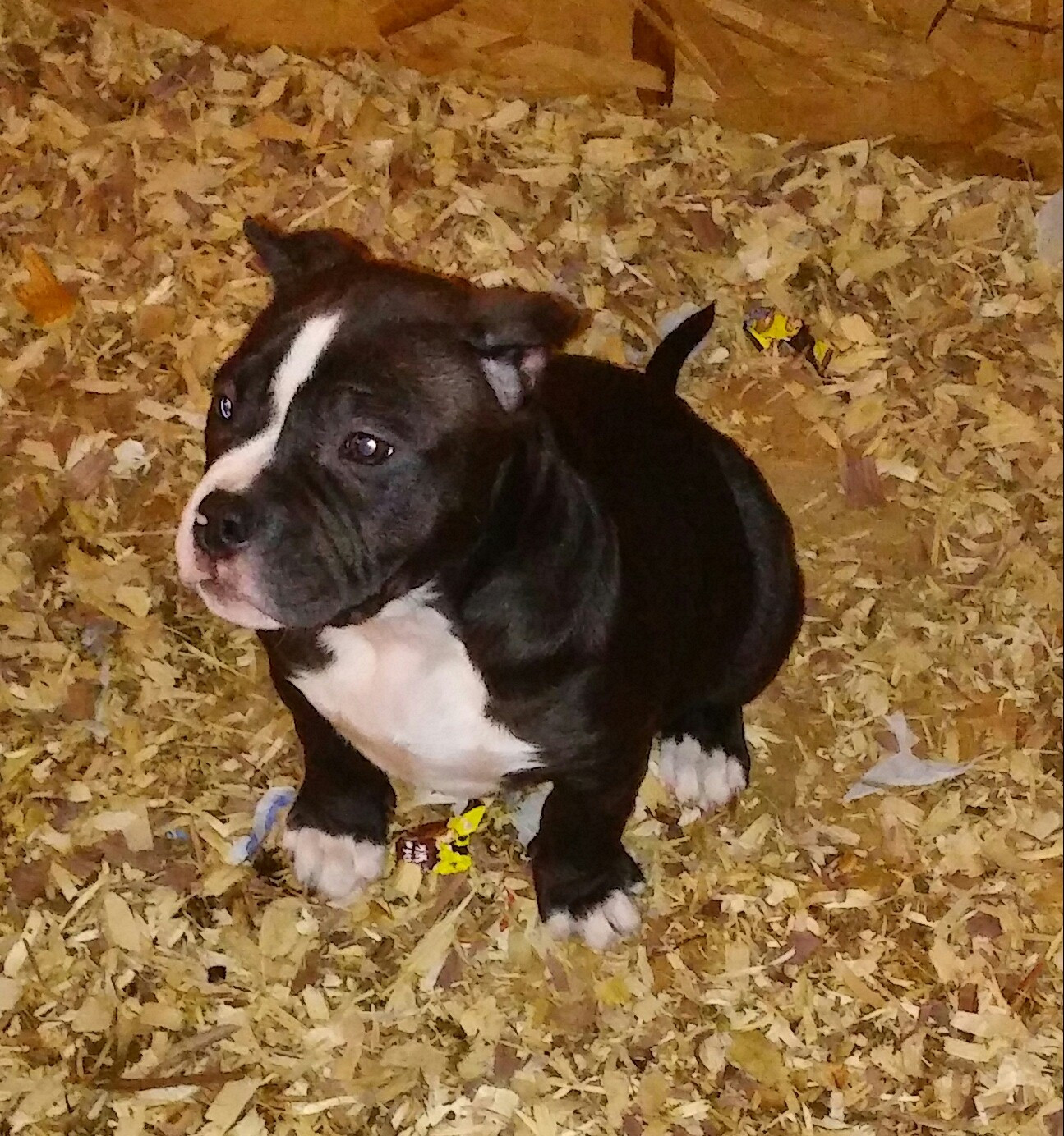 American Bully Puppies For Sale | Sacramento, CA #178821