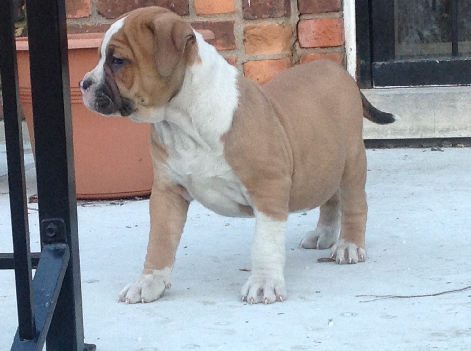 American Bully Puppies For Sale | Detroit, MI #185397