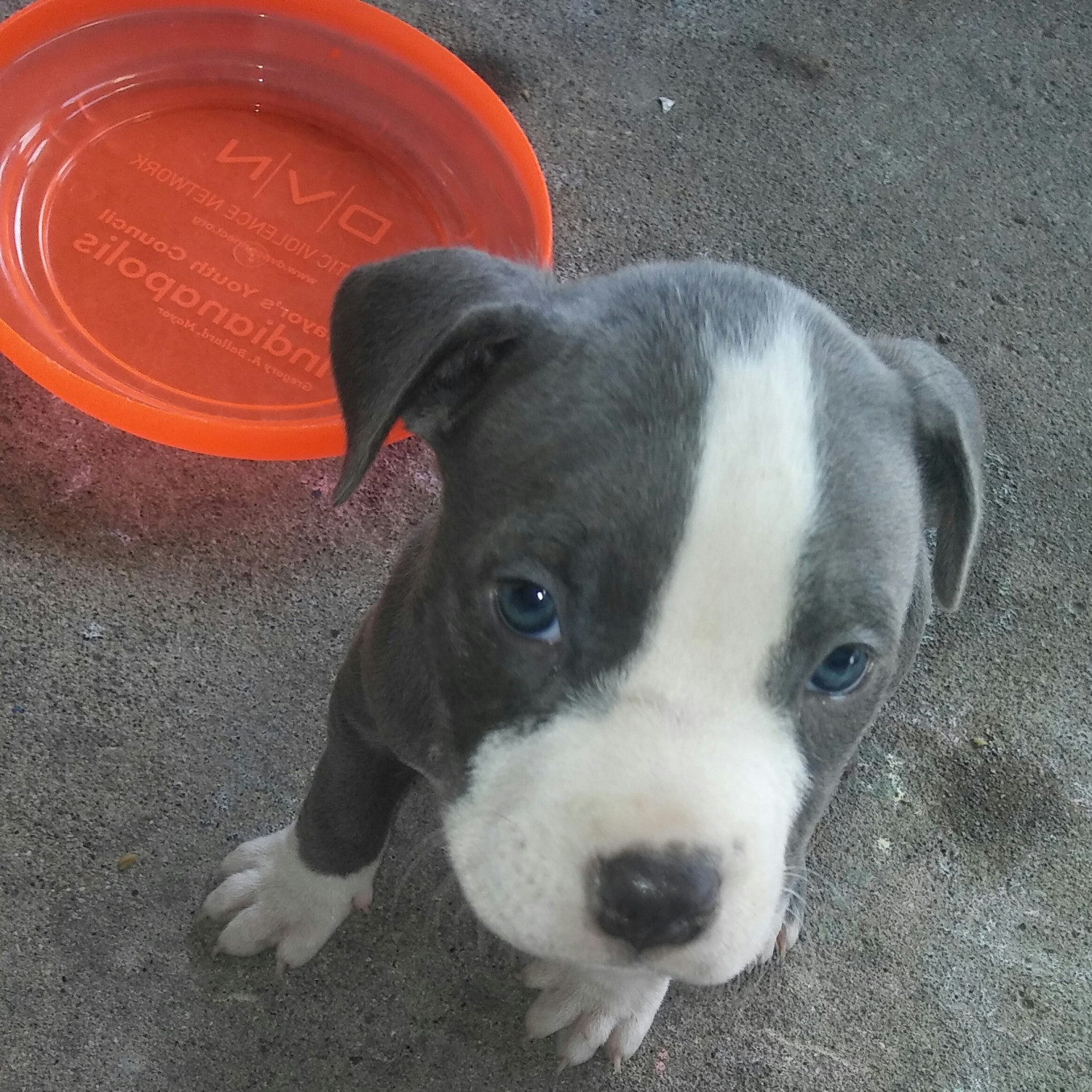American Bully Puppies For Sale | Indianapolis, IN #204292