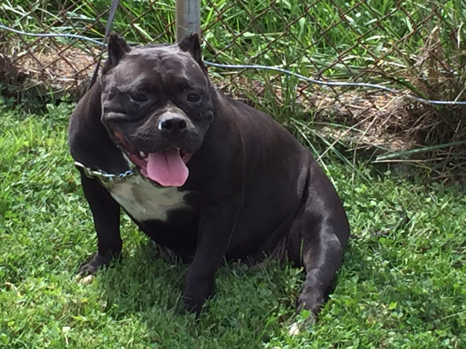 American Bully Puppies For Sale | Woodbine Road, MD #247444