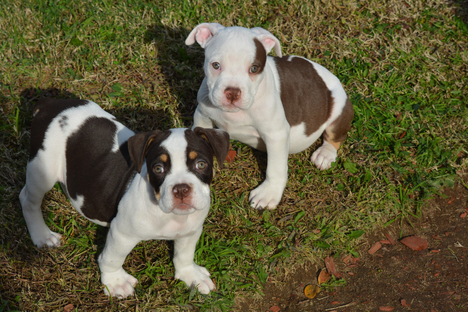 American Bully Puppies For Sale | Clovis, CA #254638