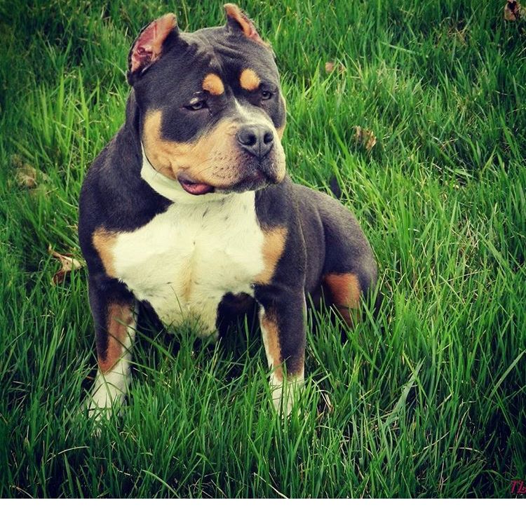 American Bully Puppies For Sale | Cookeville, TN #256448