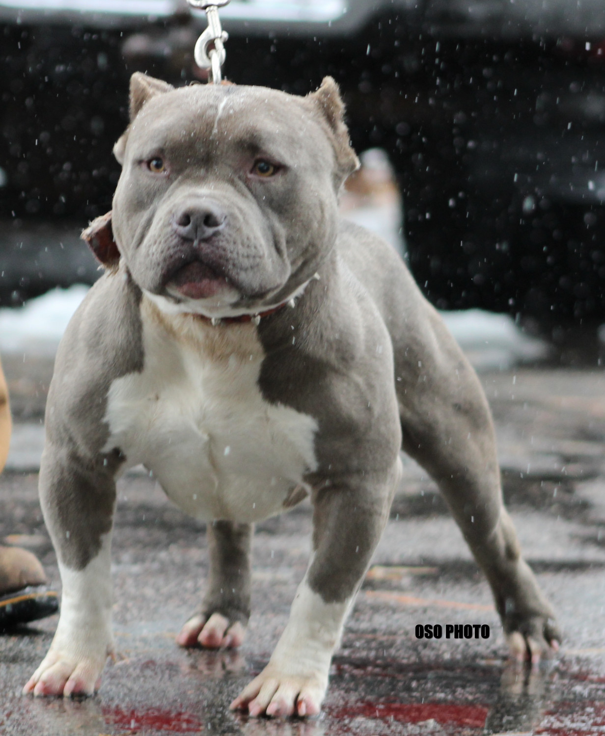 American Bully Puppies For Sale | Mineral, VA #257120