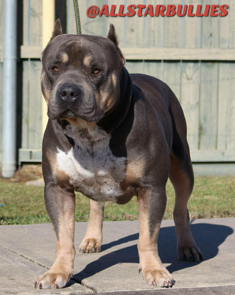 American Bully Puppies For Sale | Pearland, TX #260292