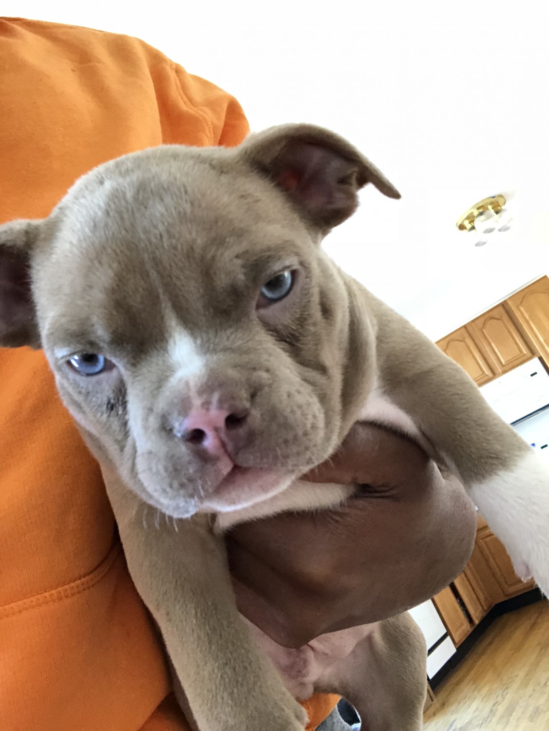 American Bully Puppies For Sale | Waukegan, IL #273178