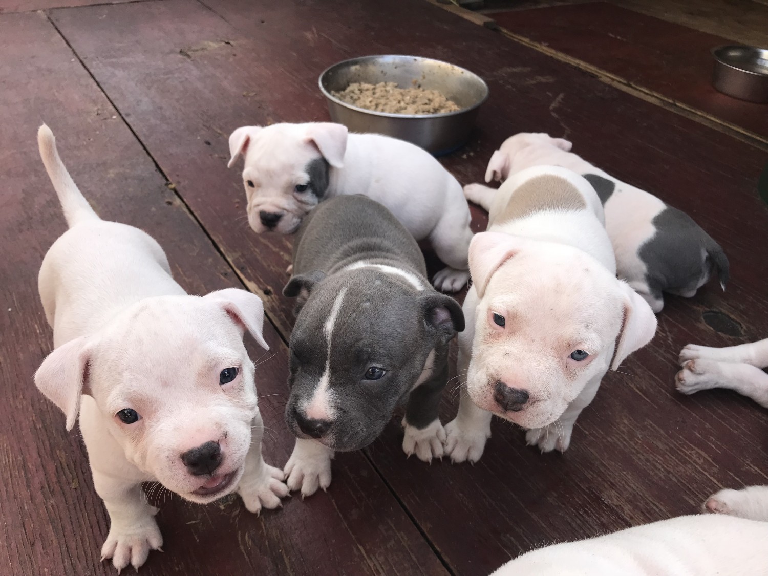 American Bully Puppies For Sale | Miami, FL #284923