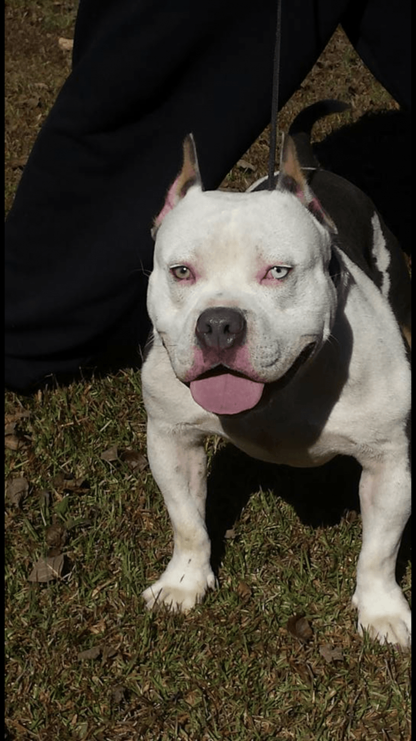 American Bully Puppies For Sale | Columbia, SC #287475