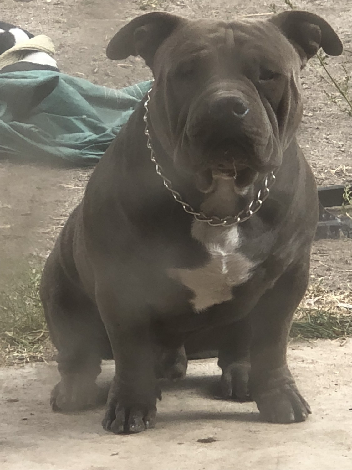 American Bully Puppies For Sale | Colorado Springs, CO #288292