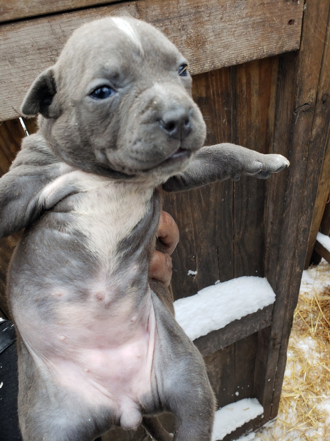 American Bully Puppies For Sale | Merrillville, IN #289876